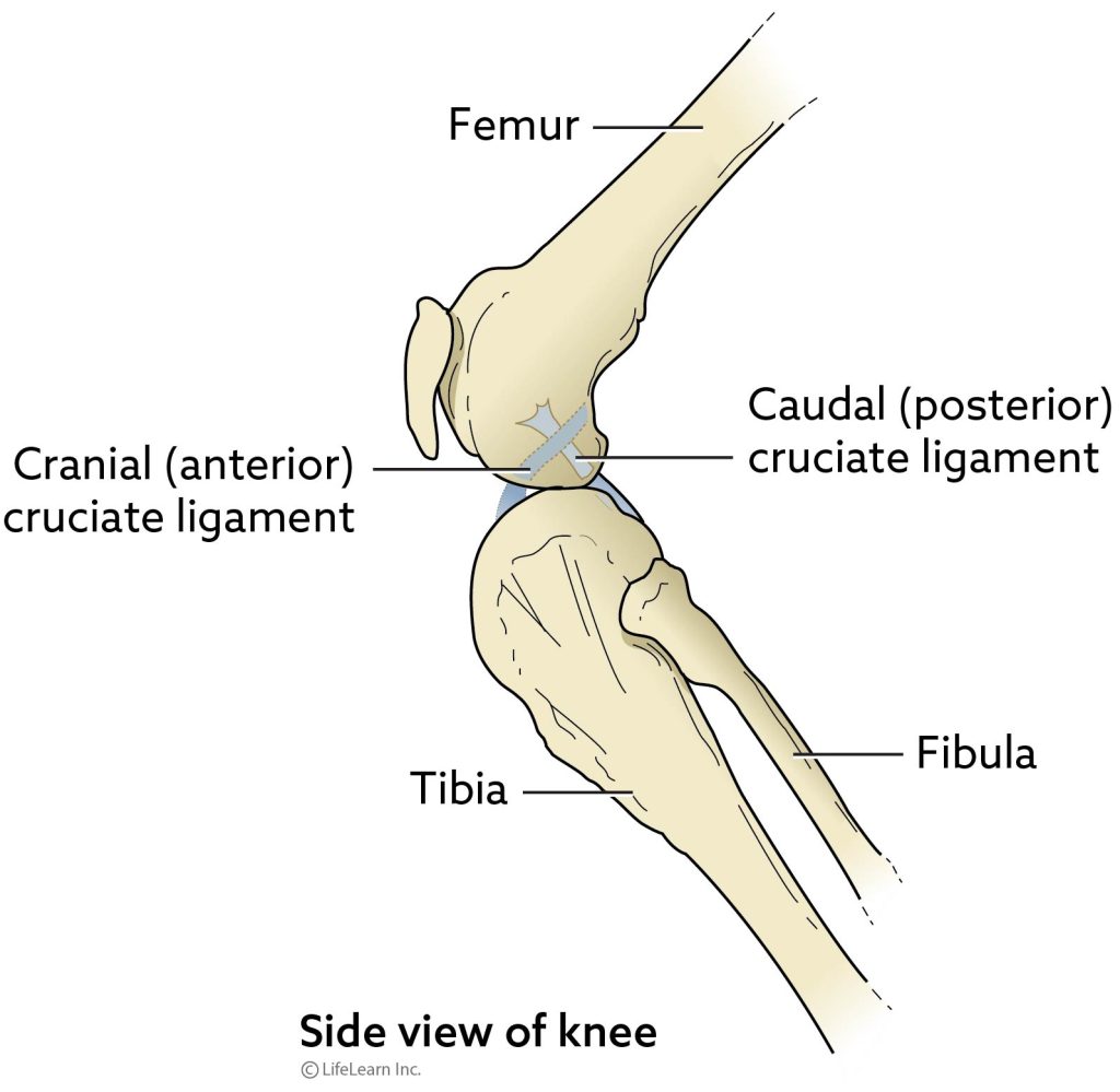 General Overview of ACL Disease in Dogs | Broadview Animal Hospital