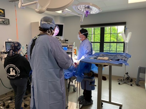 Laparoscopy in Rochester, Dover and Milton, NH | Broadview Animal Hospital